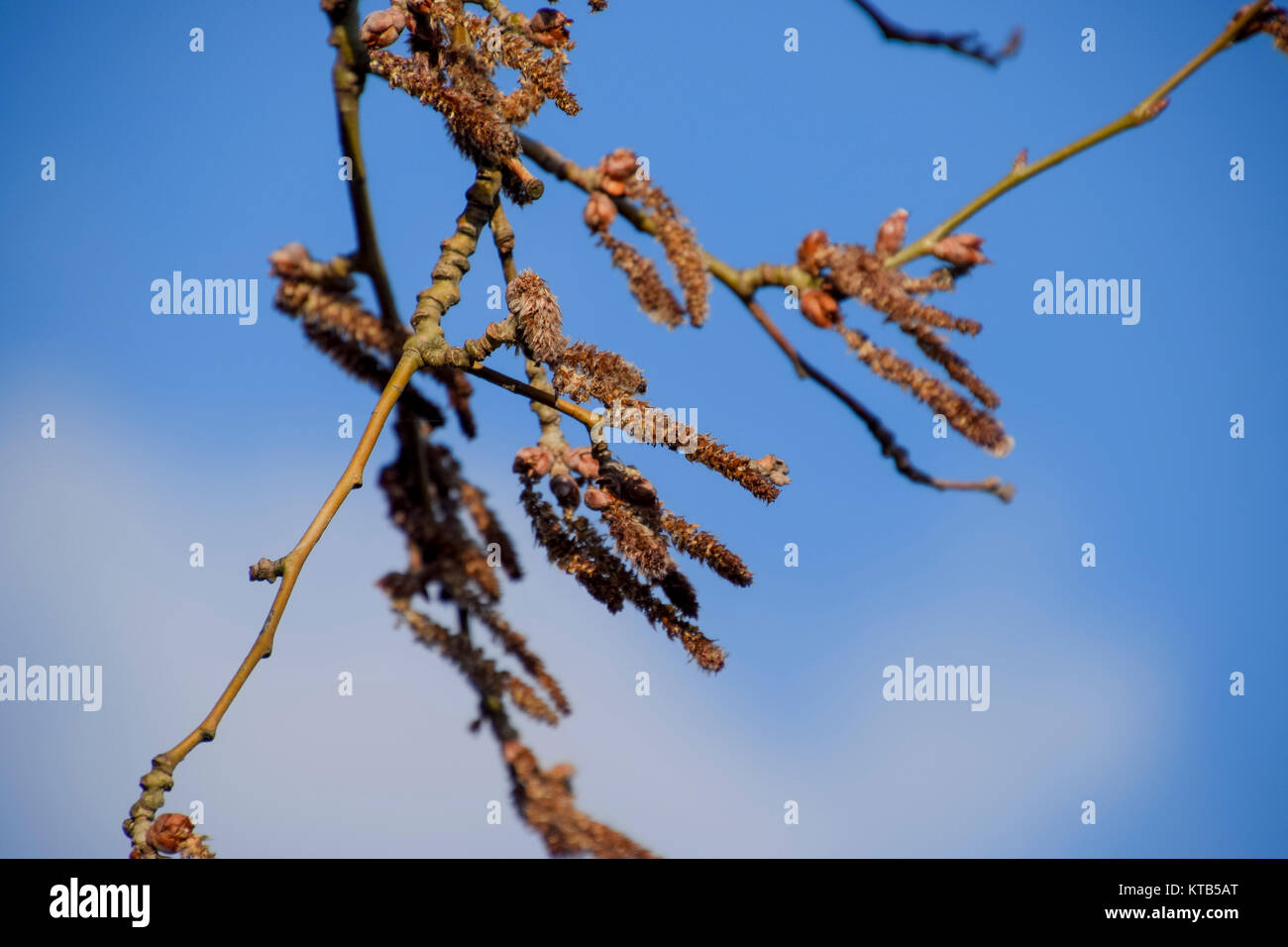 Blooming silver poplar. Silver poplar tree in spring. Poplar Stock ...