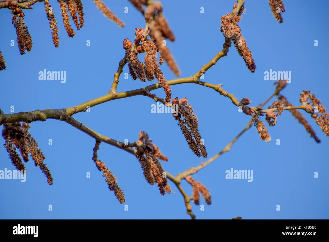Blooming silver poplar. Silver poplar tree in spring. Poplar Stock ...