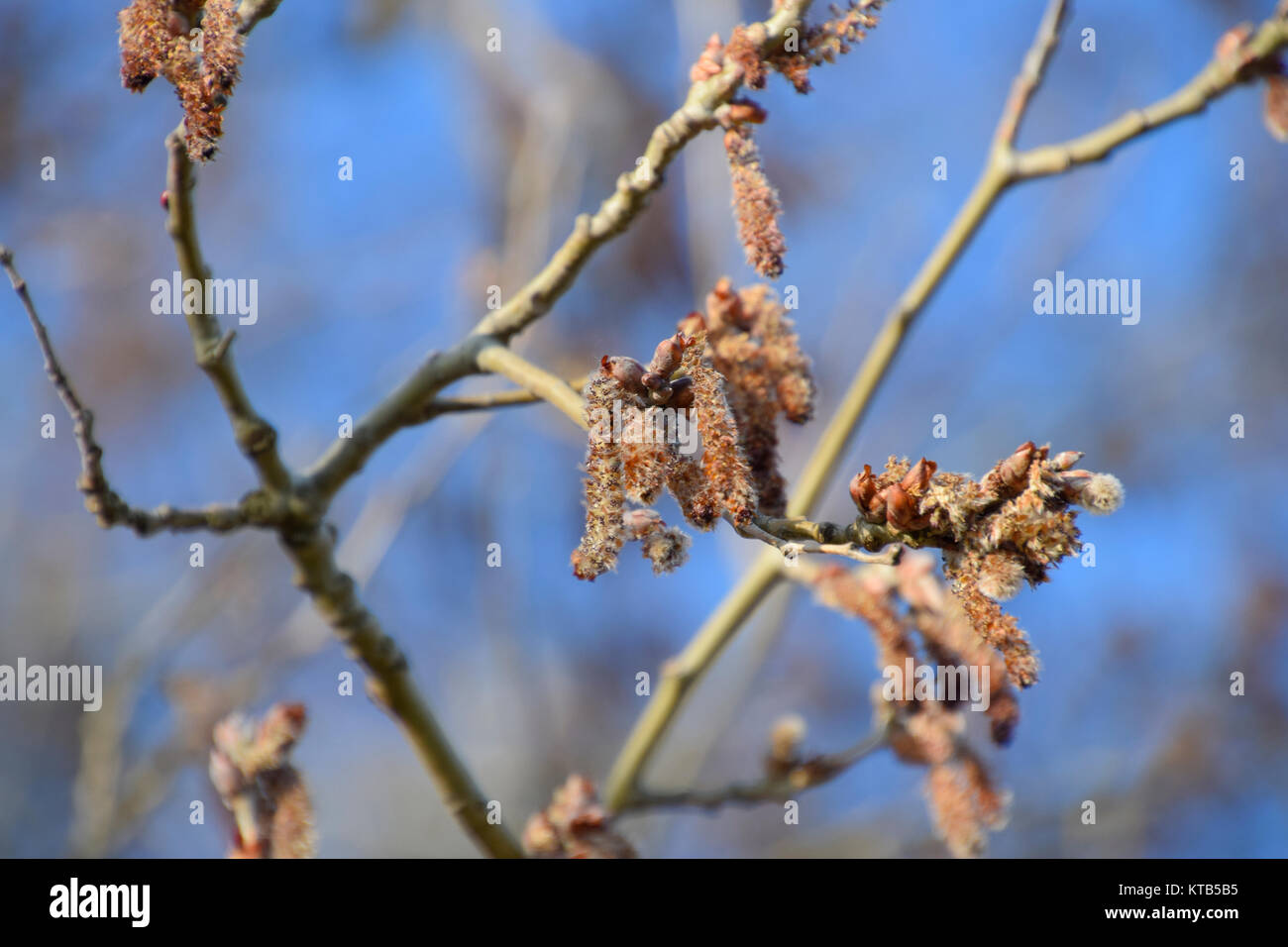 Blooming silver poplar. Silver poplar tree in spring. Poplar Stock ...