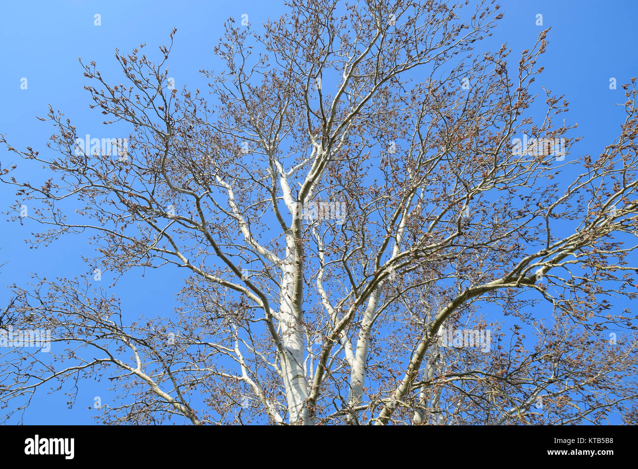 Silver leaved poplar hi-res stock photography and images - Alamy