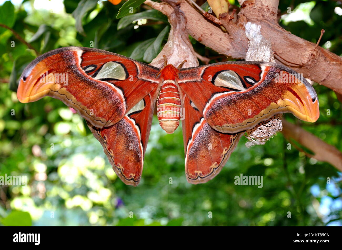 Giant atlas hi-res stock photography and images - Alamy
