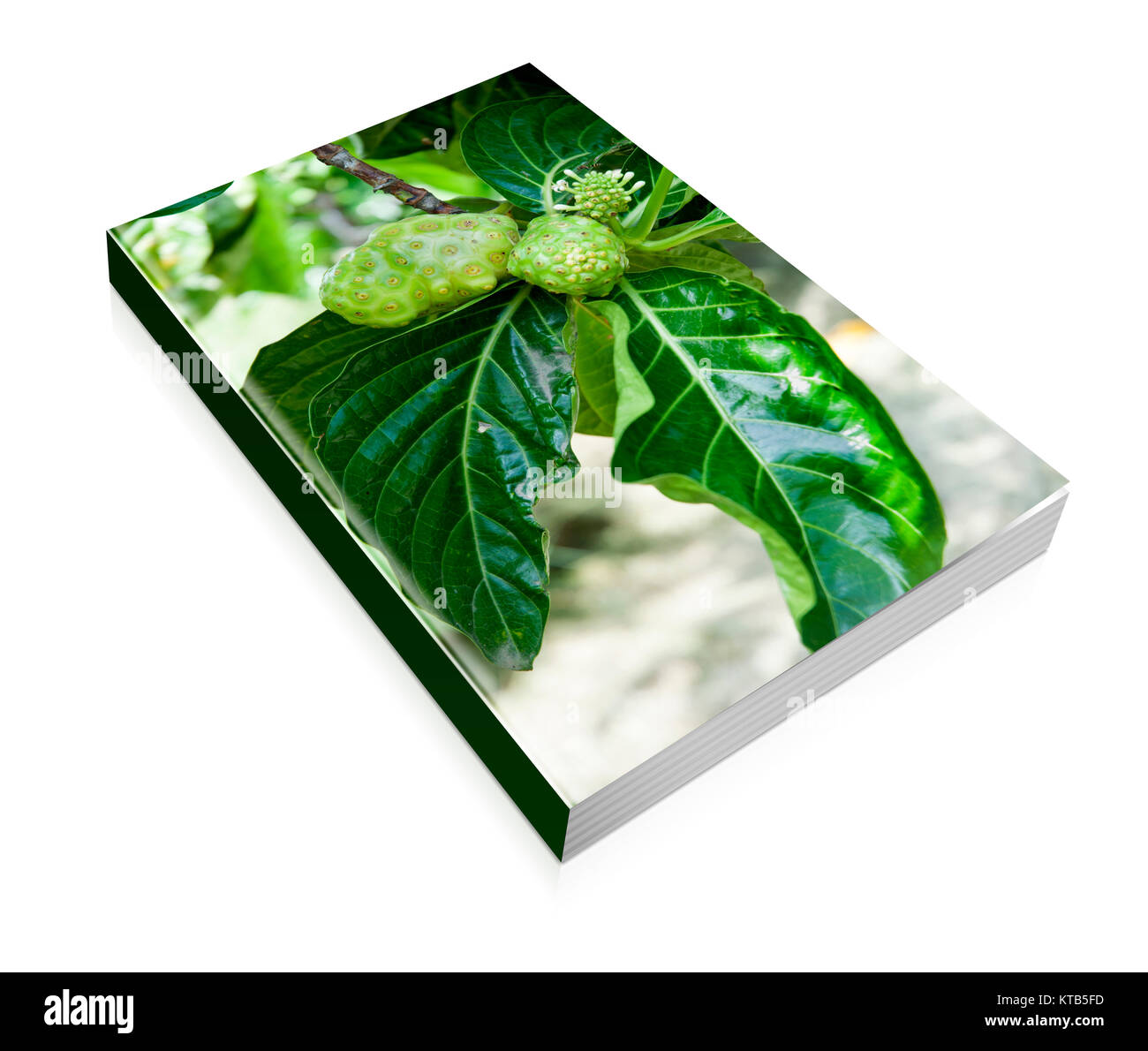 Noni tree Cut Out Stock Images & Pictures - Alamy