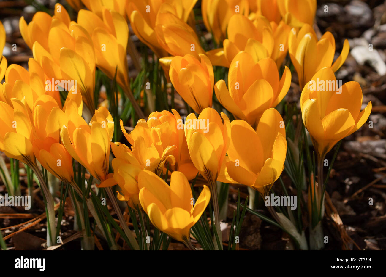 Crocus, flowers of the spring Stock Photo - Alamy