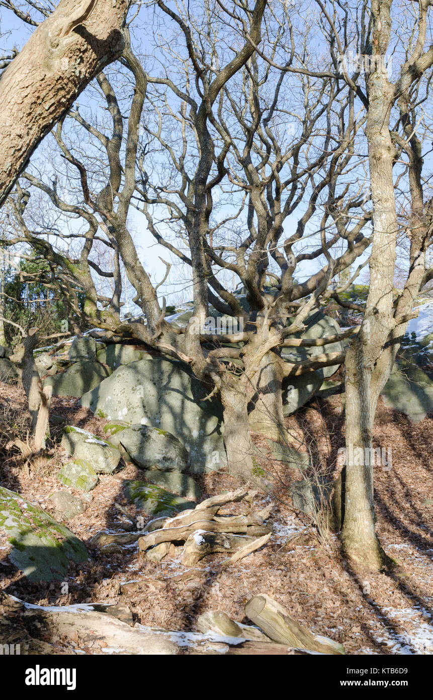 a solitary tree with many crooked branches Stock Photo - Alamy