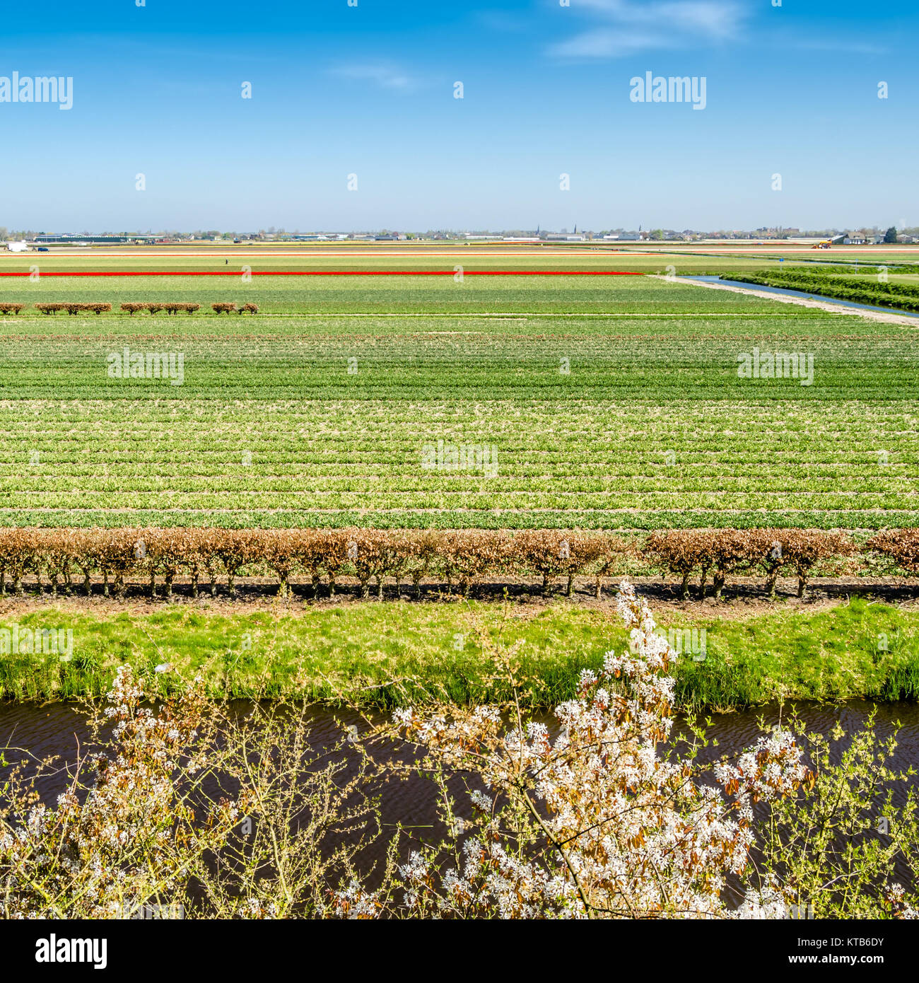 Dutch tulip field in springtime Stock Photo - Alamy