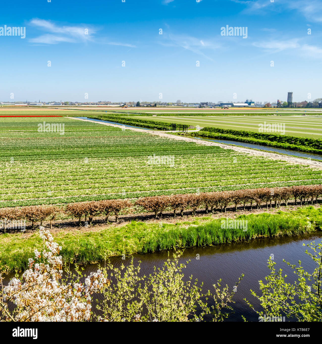 Dutch tulip field in springtime Stock Photo - Alamy