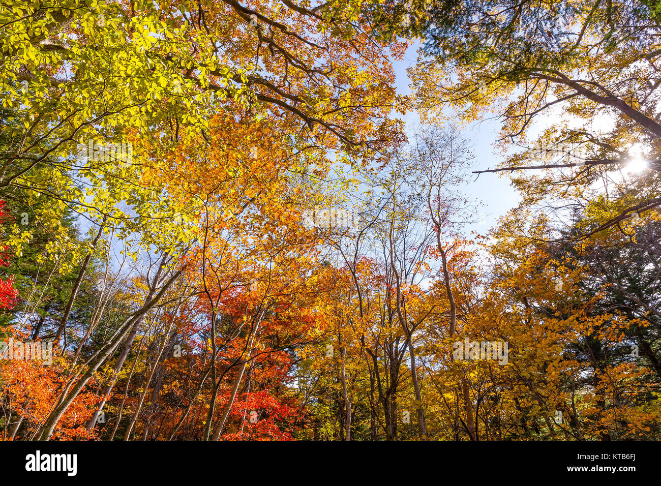 Maple tree forest Stock Photo - Alamy