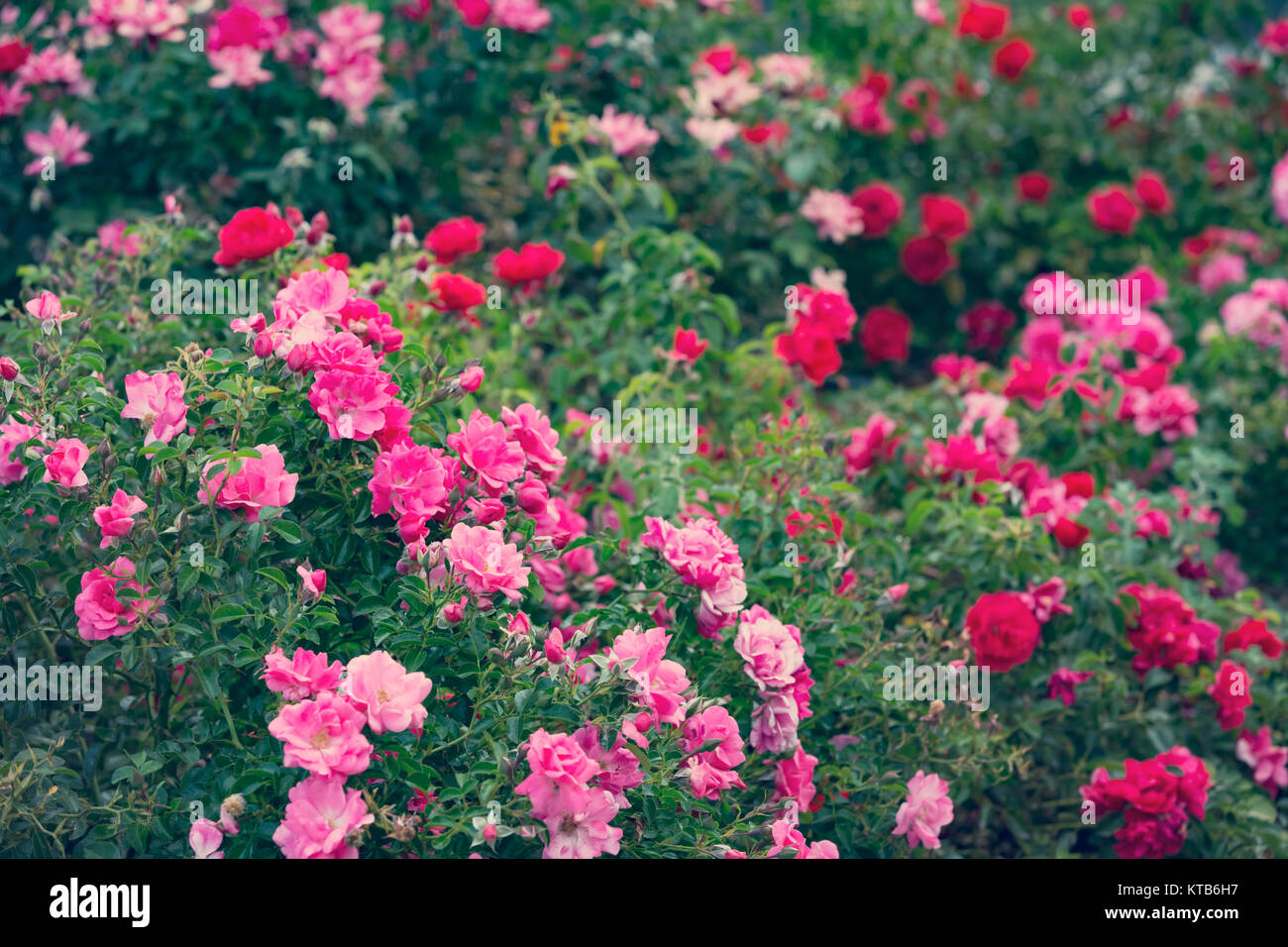 Heavenly roses hi-res stock photography and images - Alamy