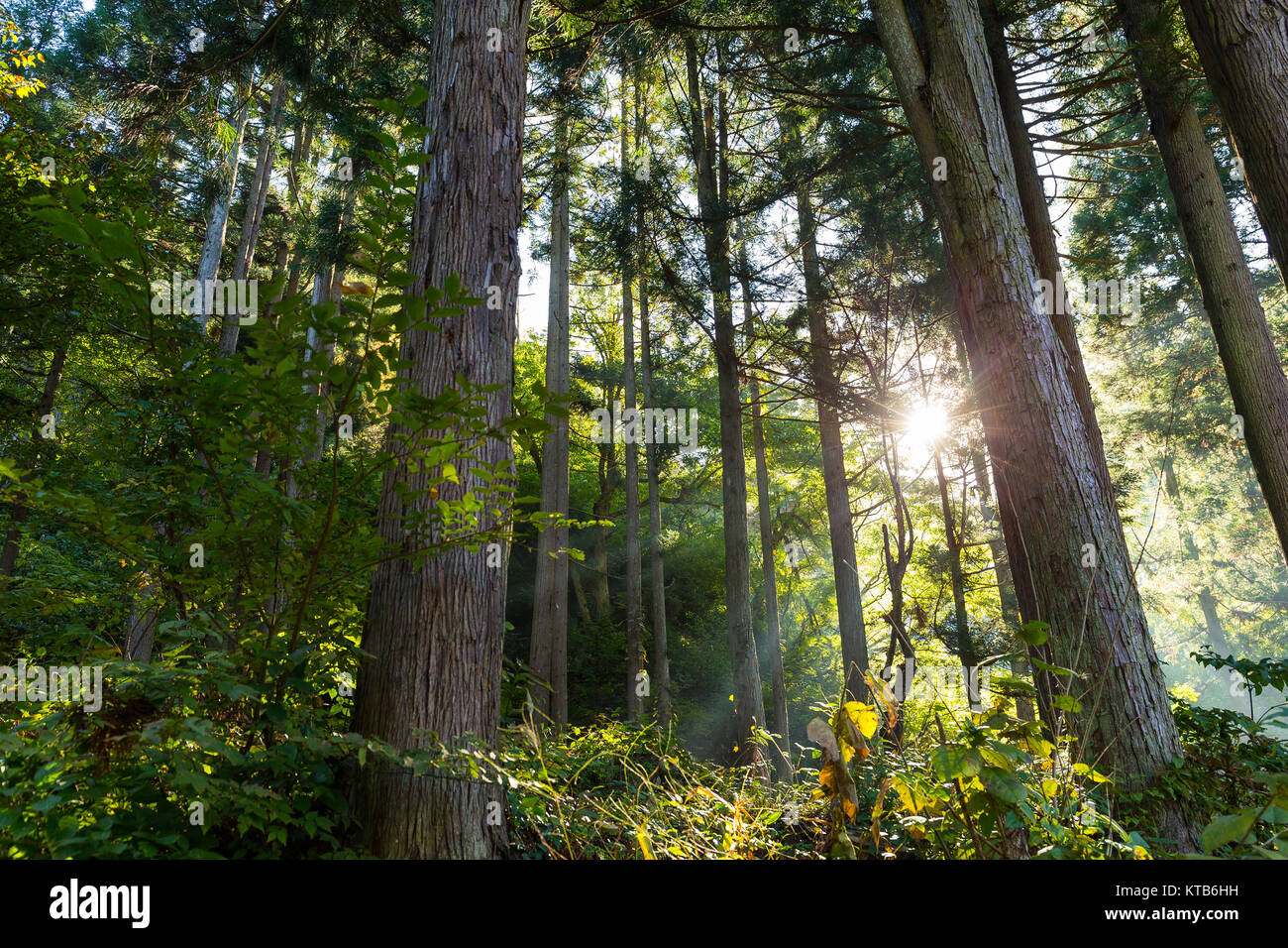 Forest with sunlight Stock Photo - Alamy