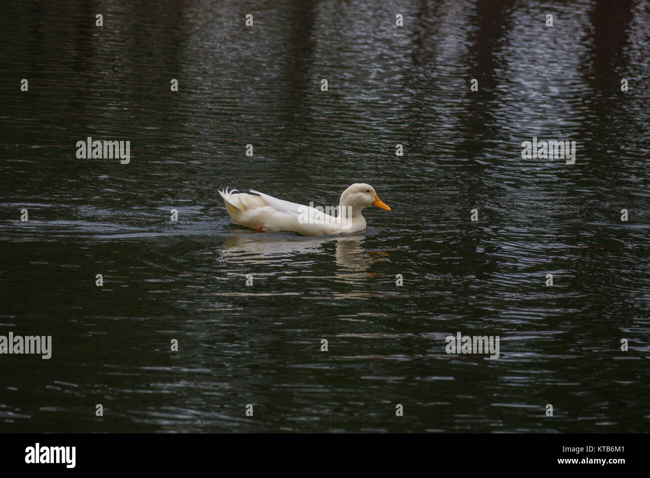 Duck swimming on water hi-res stock photography and images - Alamy