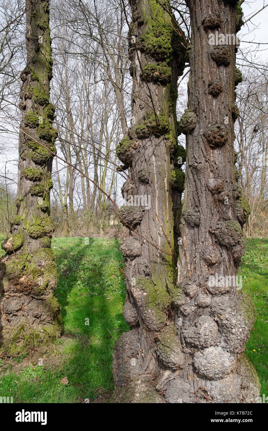 Outgrowth hi-res stock photography and images - Alamy