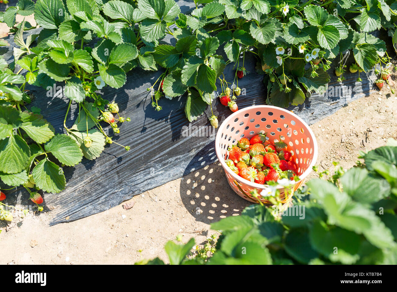 Beautiful woman picking strawberries hi-res stock photography and ...