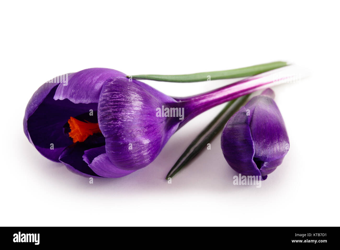 Spring flowers. Crocuses Stock Photo - Alamy