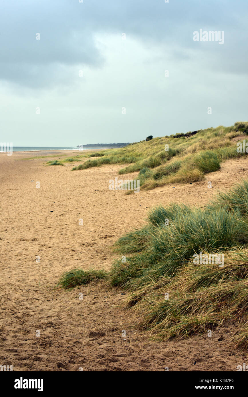 the sand dunes and sandy beach with sea grasses on the beach at ...
