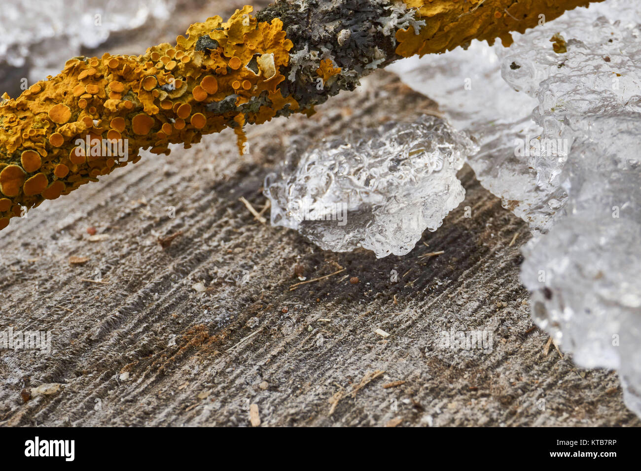 branches with lynchen and ice on a stump Stock Photo - Alamy