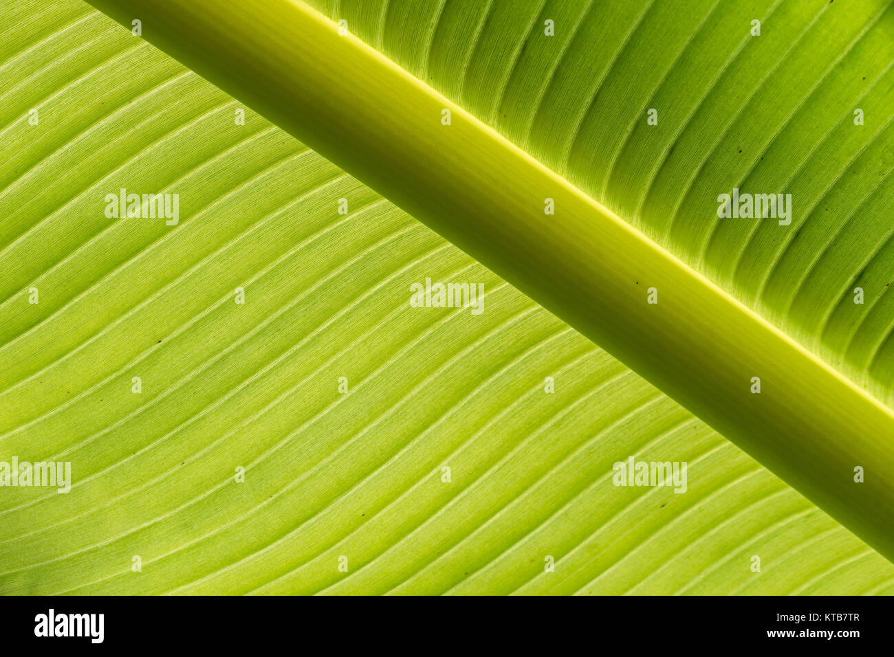 Detail of a banana leaf Stock Photo - Alamy