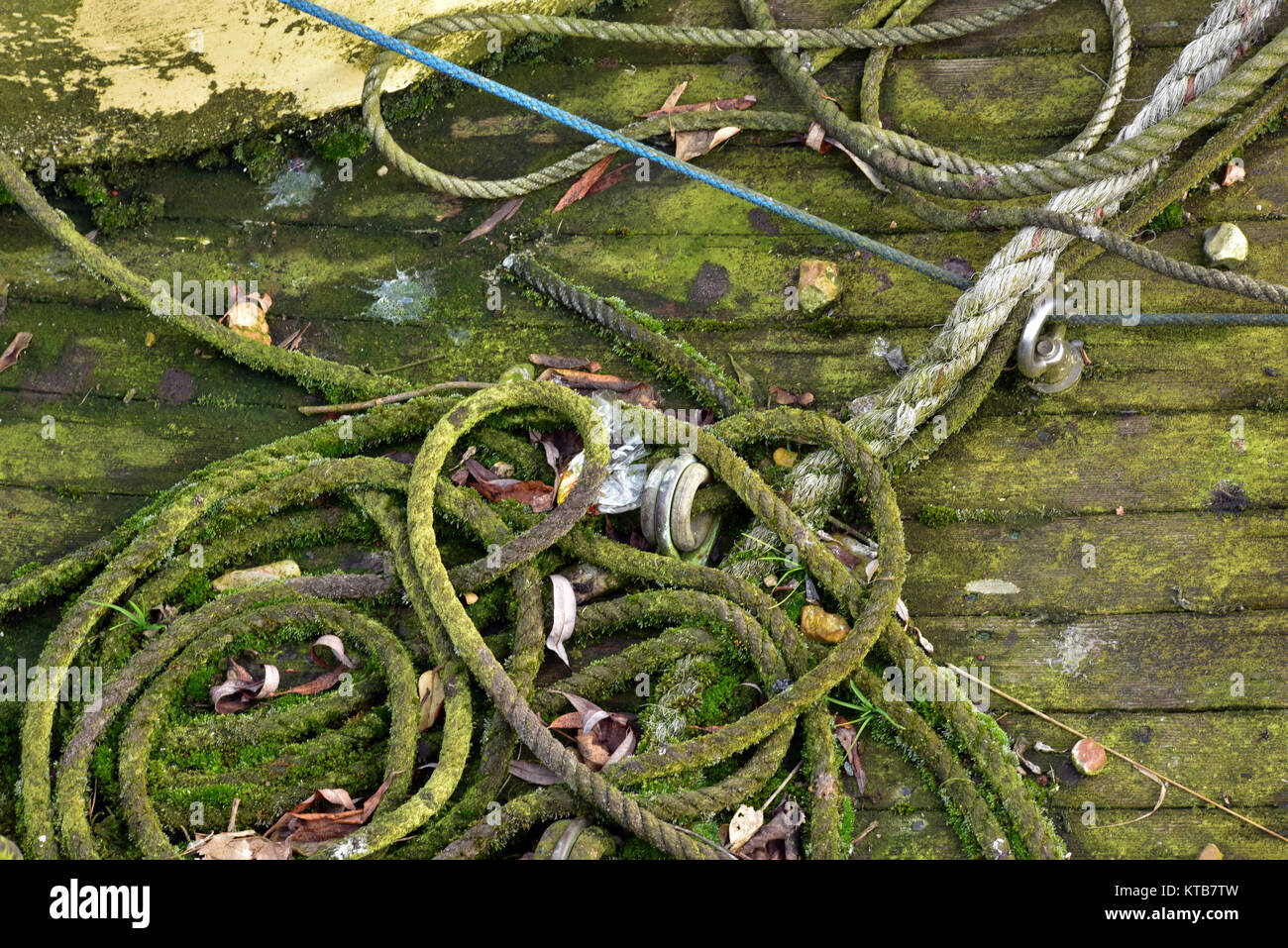 an abstract image of some old green and seaweed covered ropes on the ...