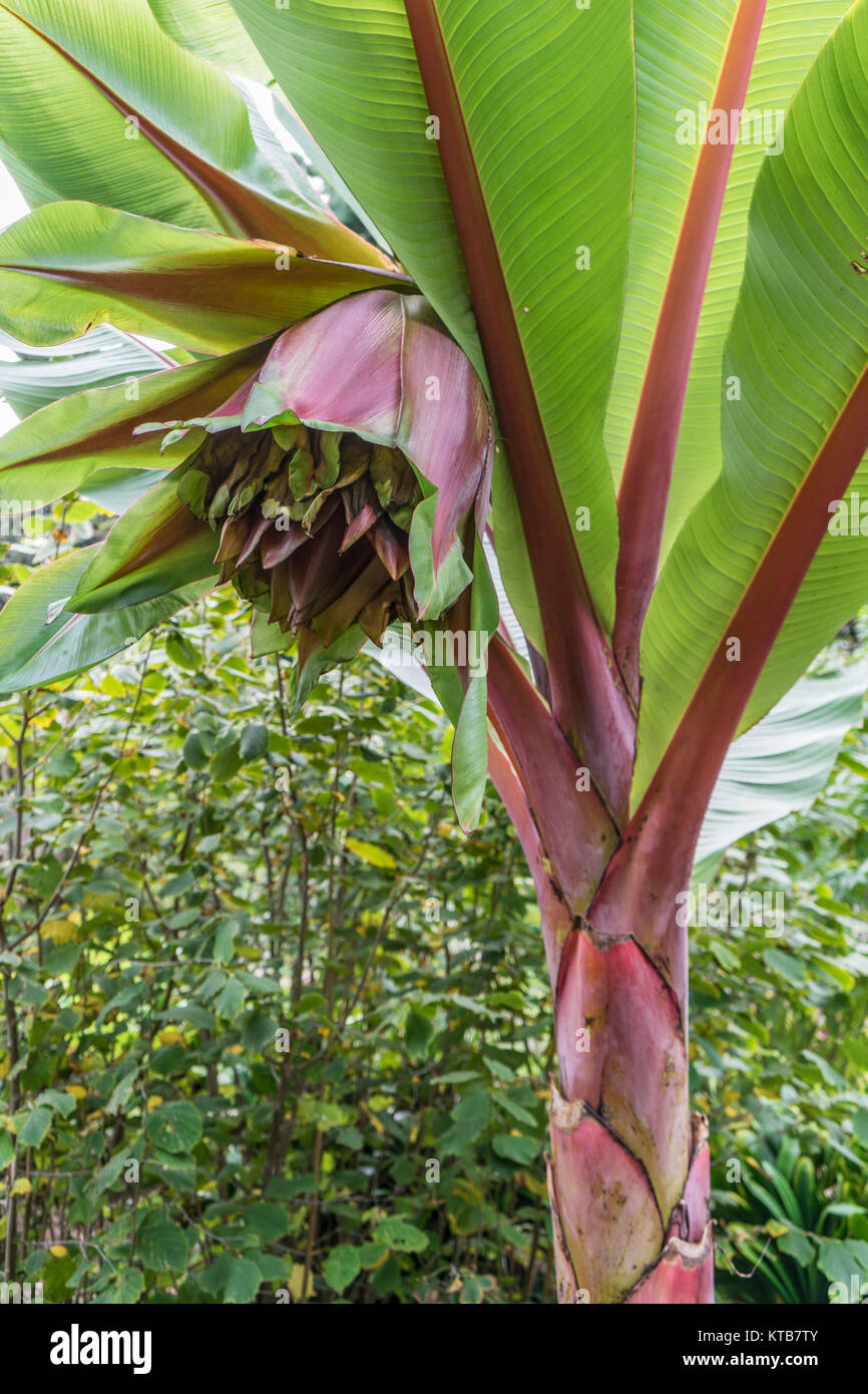 Detail of a banana tree Stock Photo - Alamy
