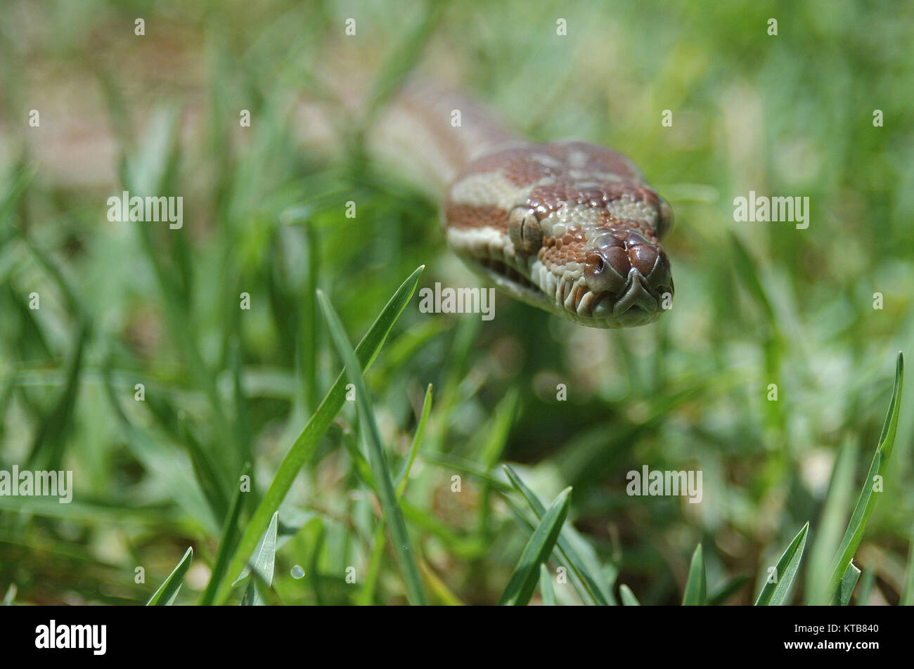 Australian Central Carpet Python, Morelia bredli, in the grass Stock ...