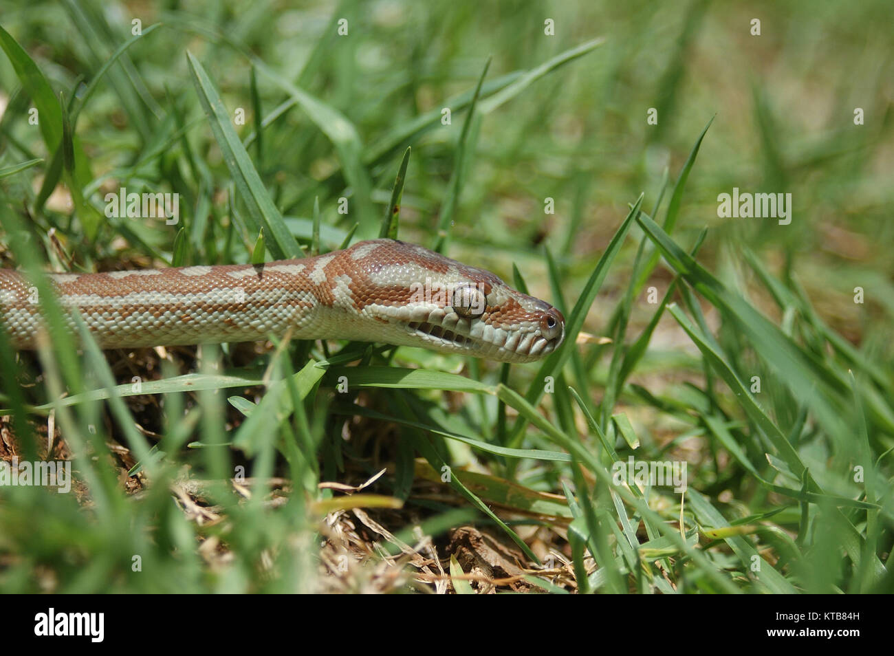 Australian Central Carpet Python, Morelia bredli, in the grass Stock ...