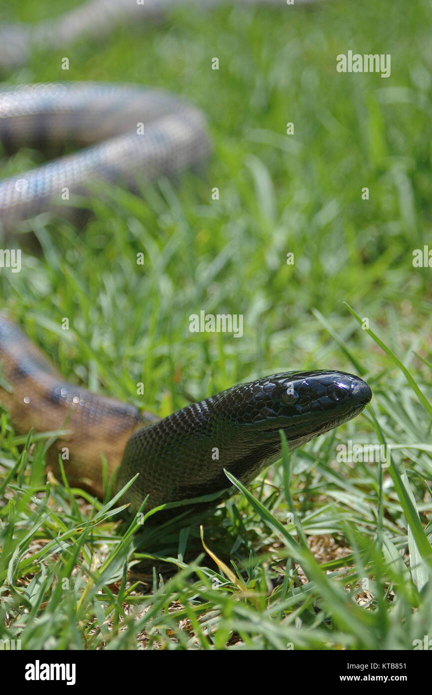 Portrait of Australian black headed python, Aspidites melanocephalus ...