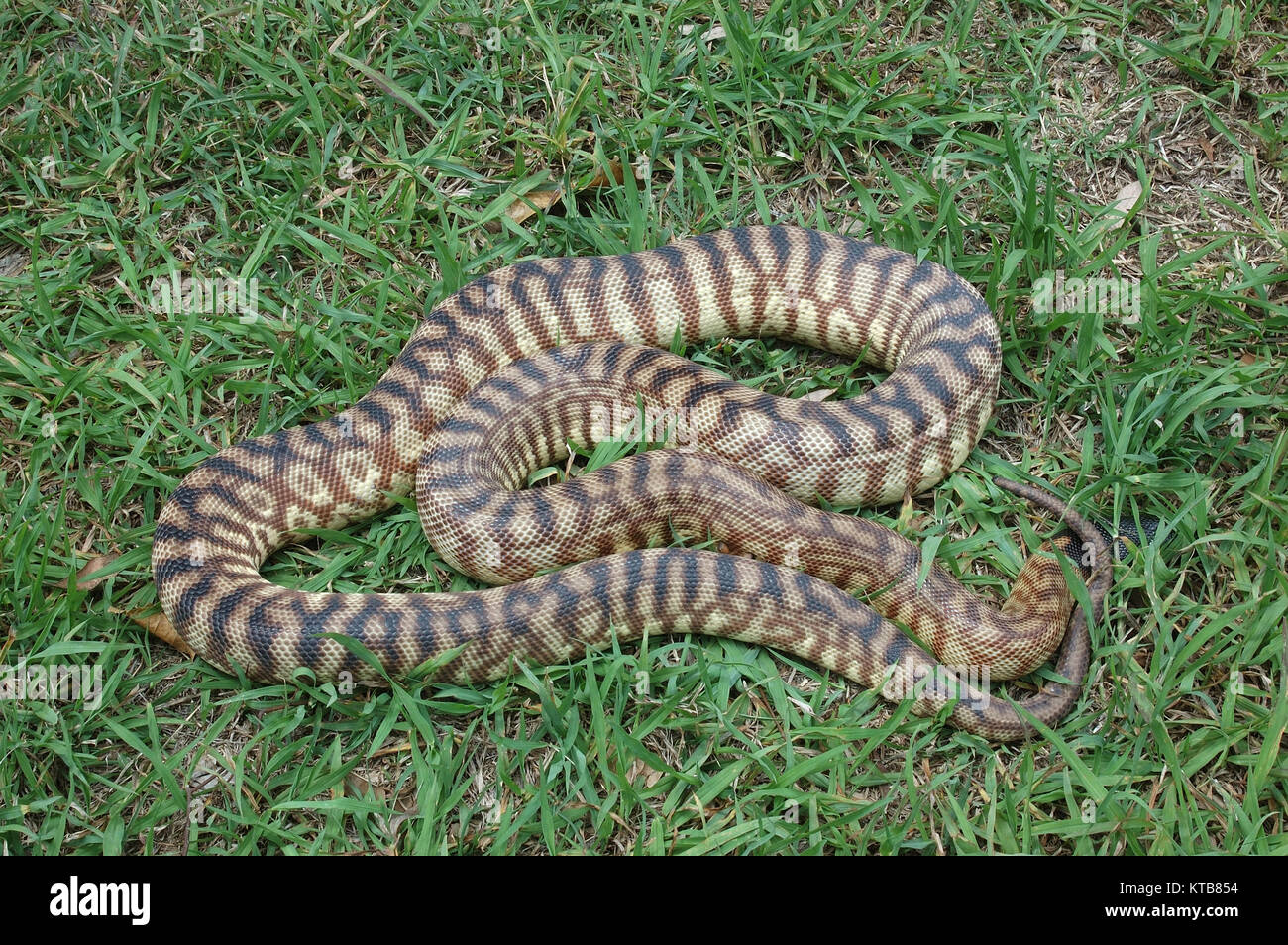 Australian black headed python, Aspidites melanocephalus, seeks cover ...