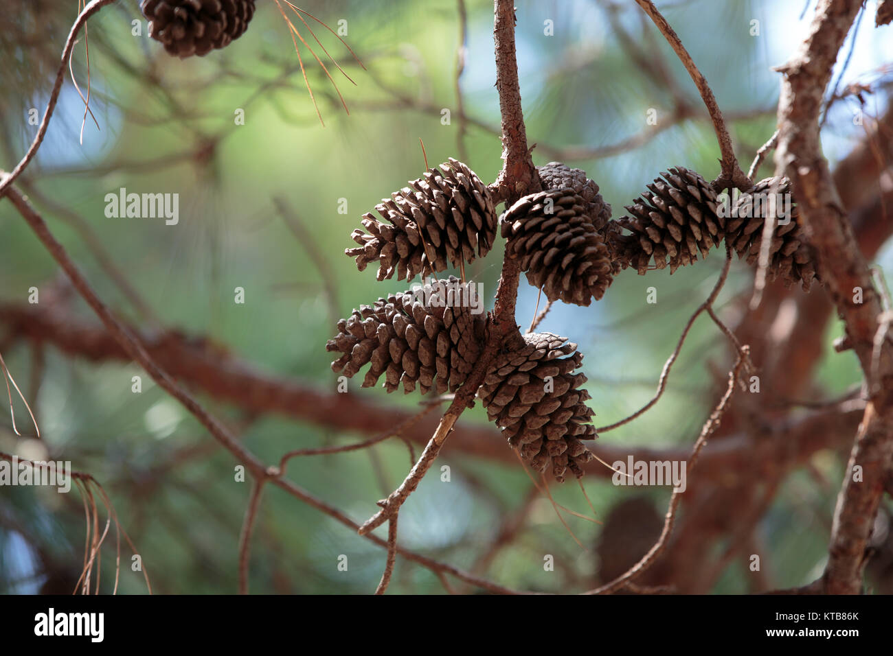 Pine cone symmetry hi-res stock photography and images - Alamy