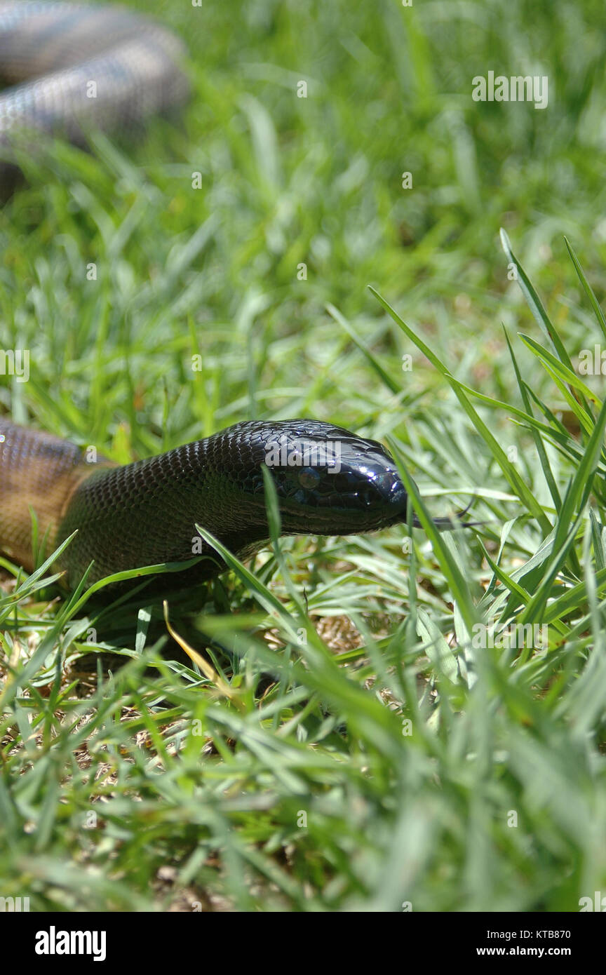Portrait of Australian black headed python, Aspidites melanocephalus ...