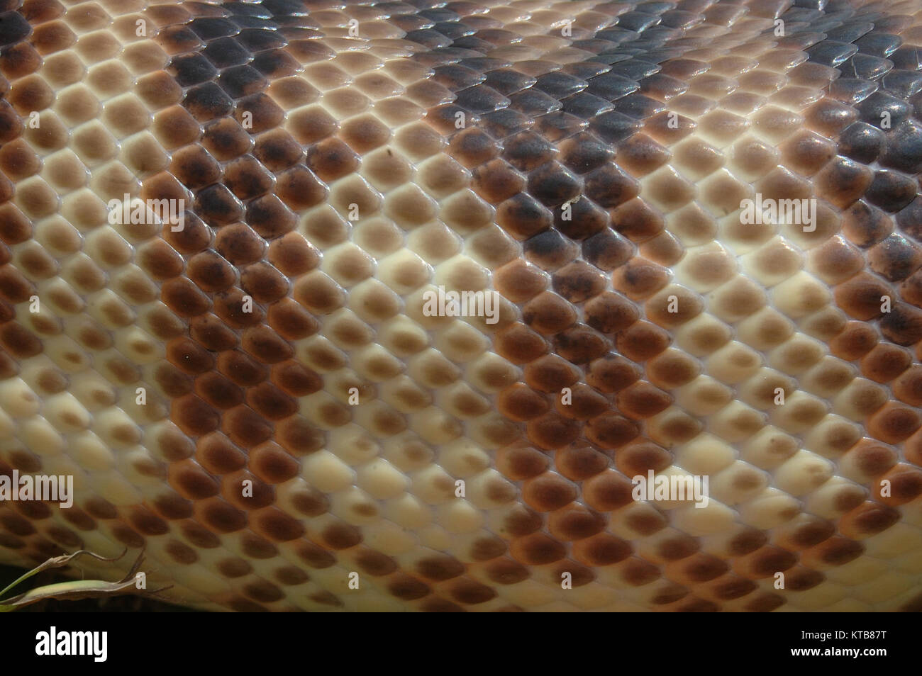 Detail of skin on an Australian black headed python, Aspidites ...