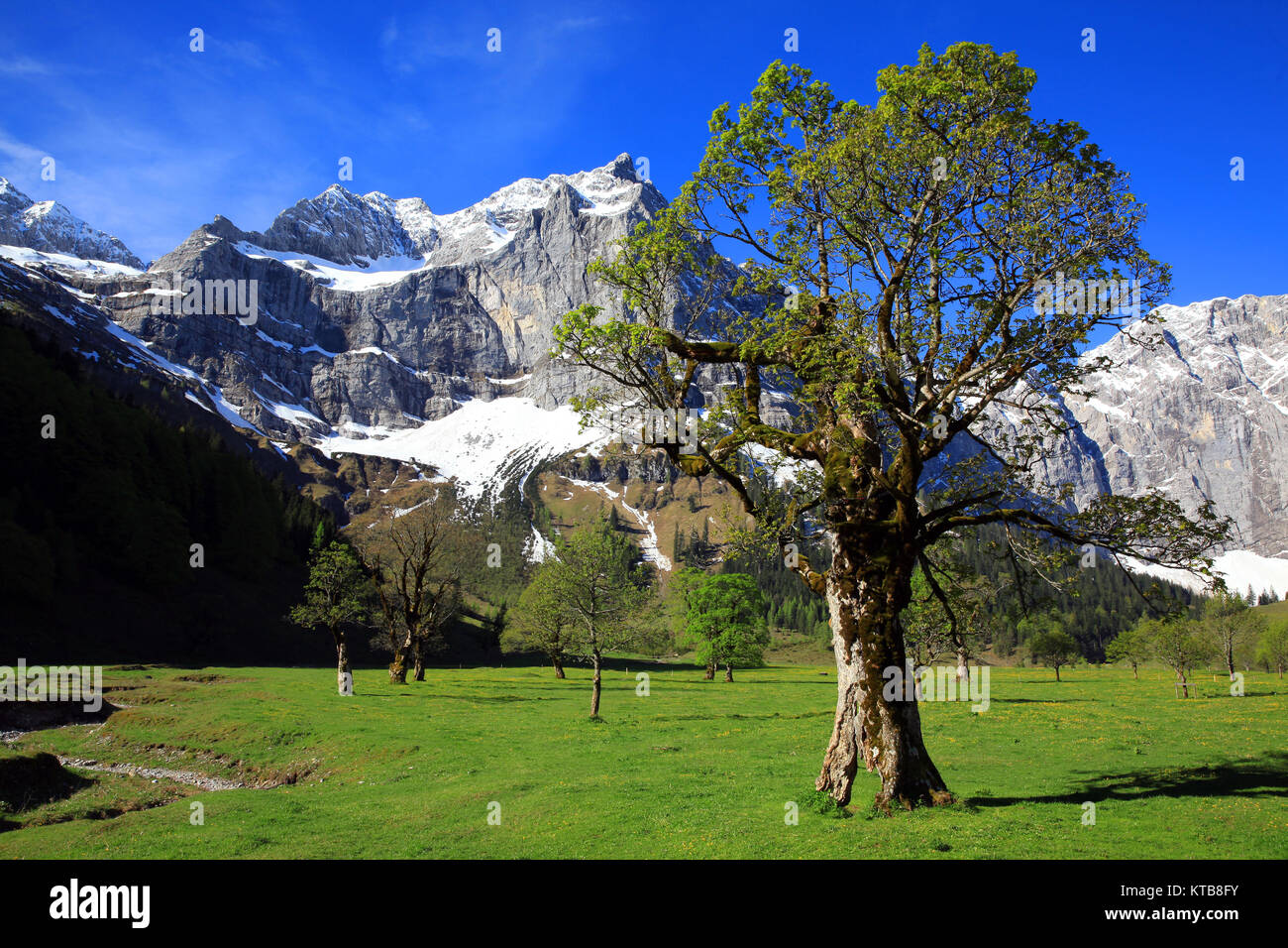 Alter ahornbaum hi-res stock photography and images - Alamy
