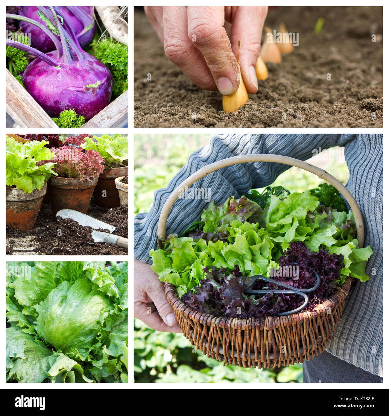 Collage with gardening and vegetables Stock Photo - Alamy
