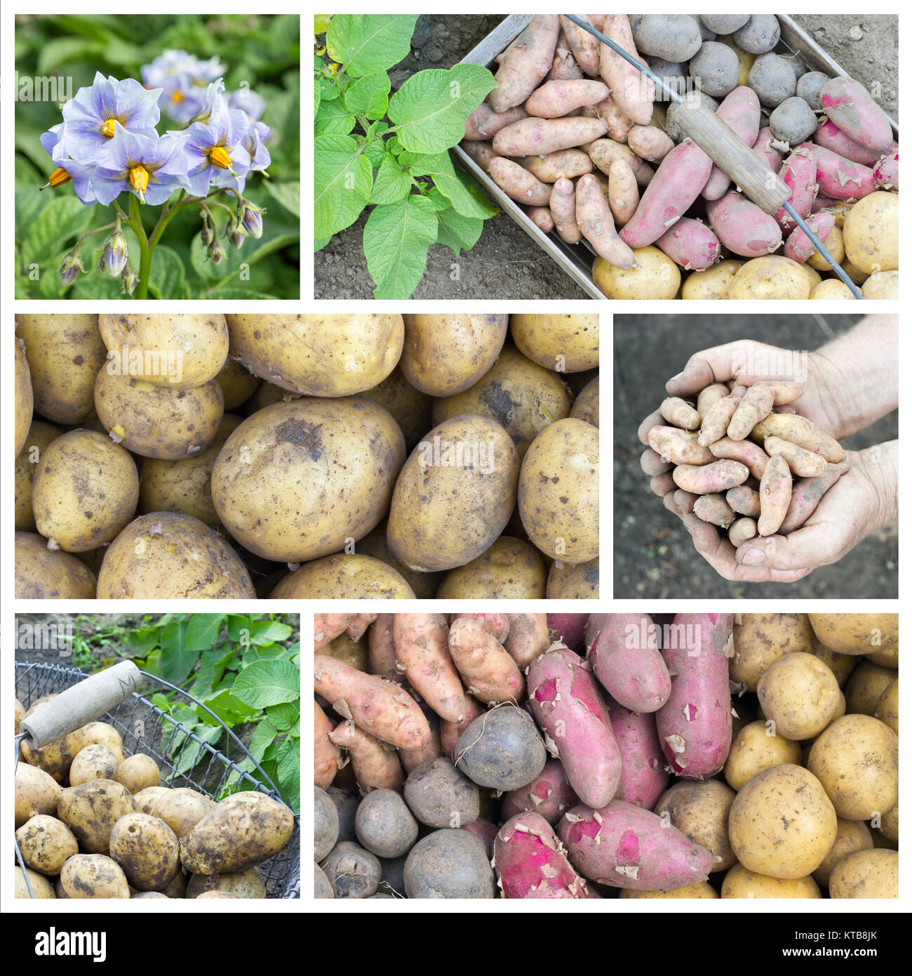 Collage with different potato varieties Stock Photo - Alamy