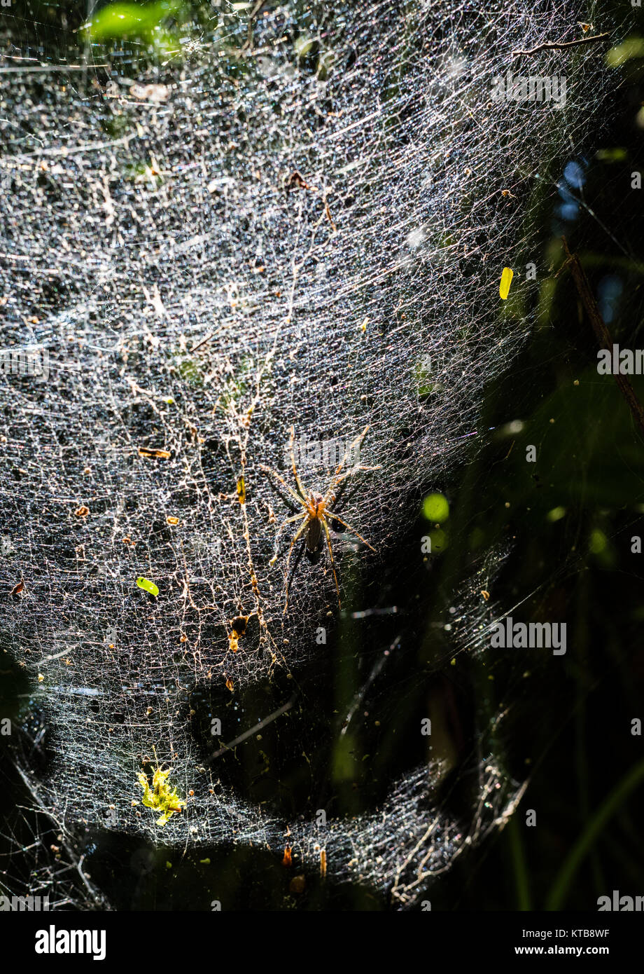 Rainforest spider peru hi-res stock photography and images - Alamy