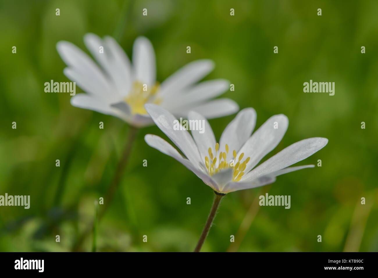 colorful spring meadow Stock Photo - Alamy