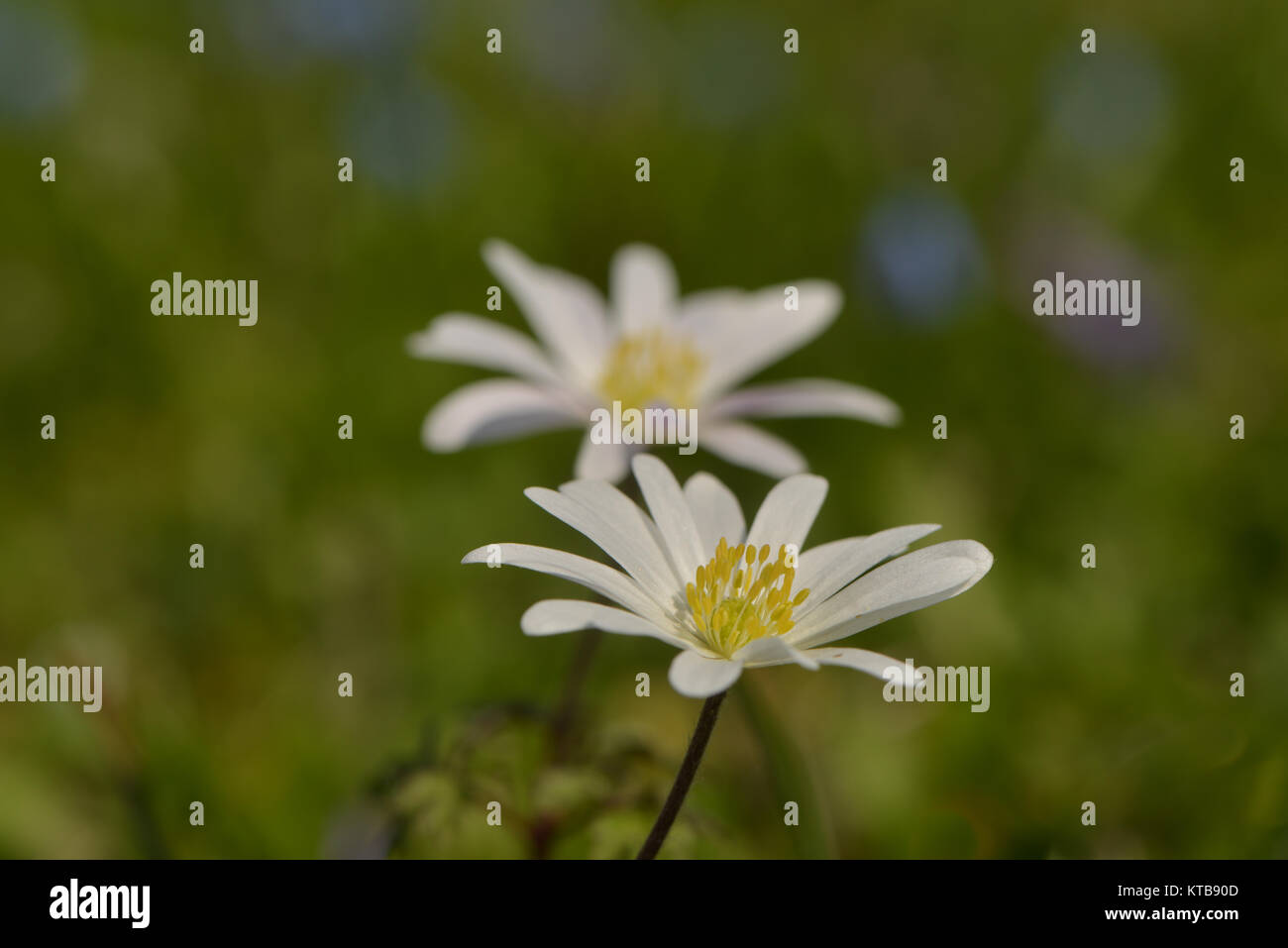 colorful spring meadow Stock Photo - Alamy
