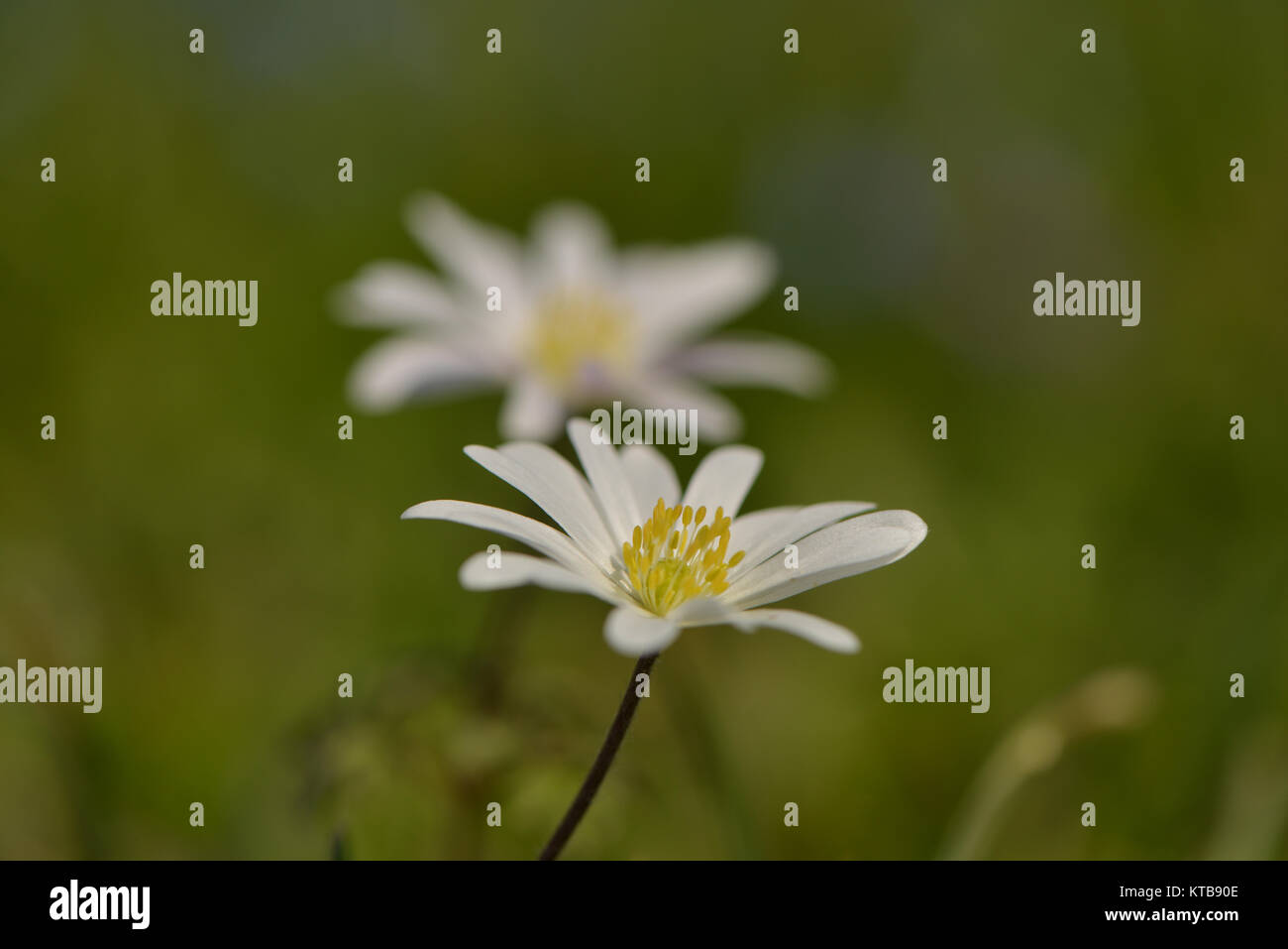 colorful spring meadow Stock Photo - Alamy