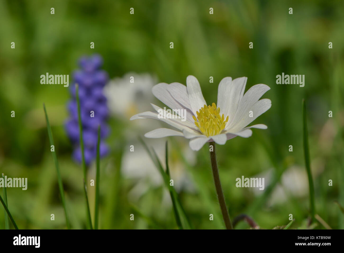 colorful spring meadow Stock Photo - Alamy