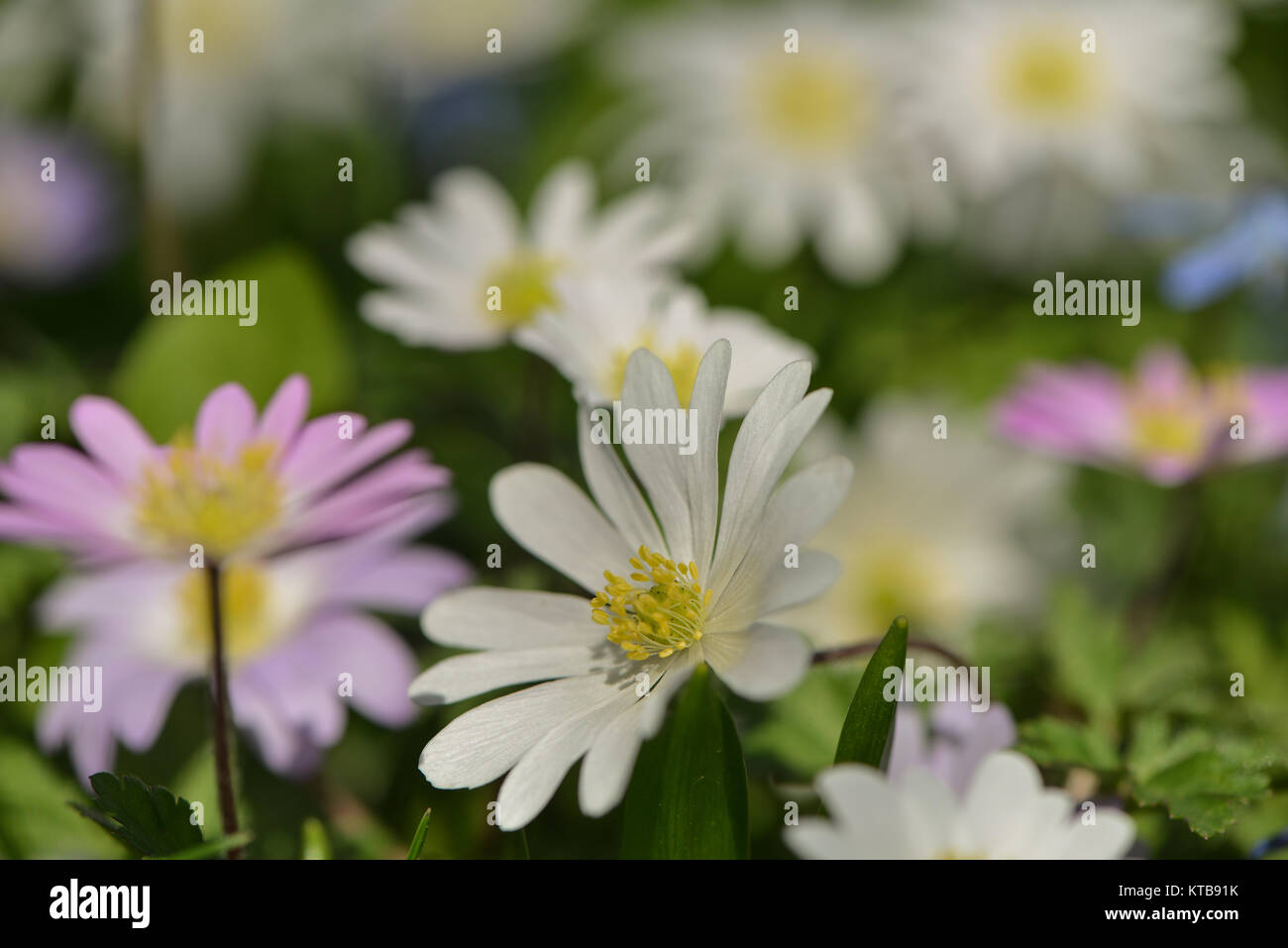 colorful spring meadow Stock Photo - Alamy