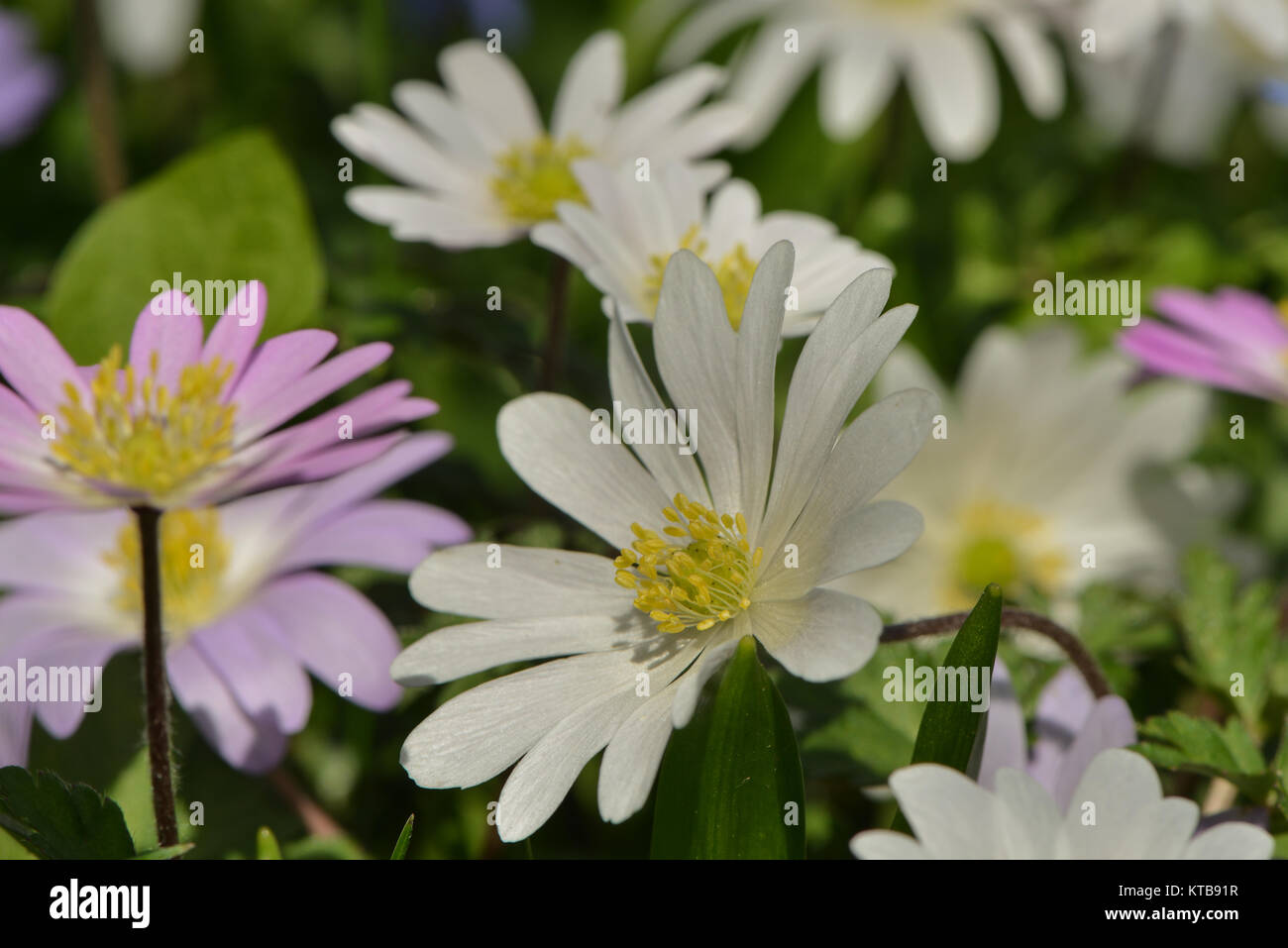 colorful spring meadow Stock Photo - Alamy
