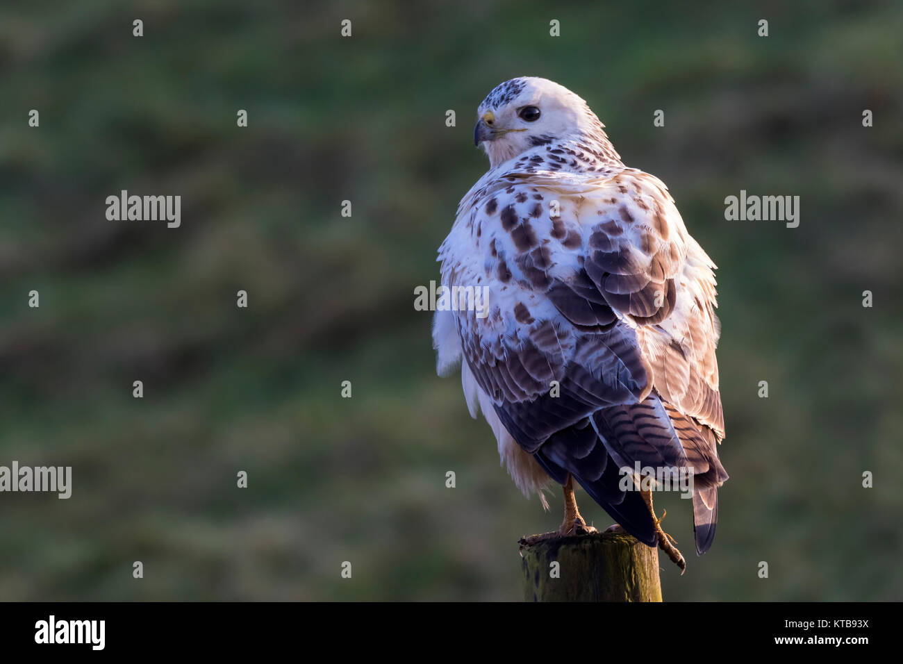 white mouse buzzard Stock Photo - Alamy