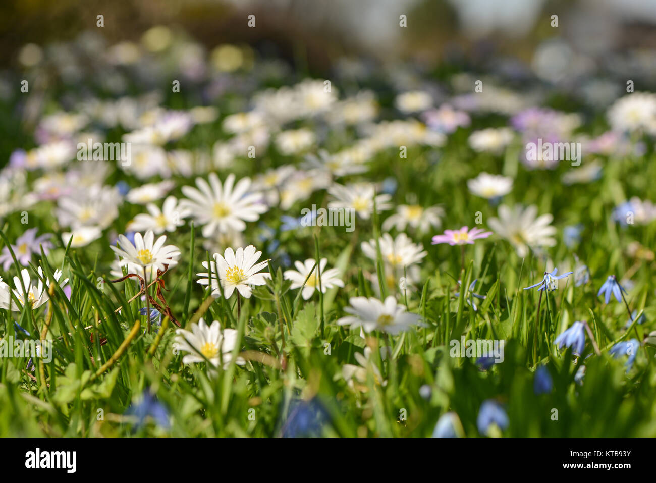 colorful spring meadow Stock Photo - Alamy