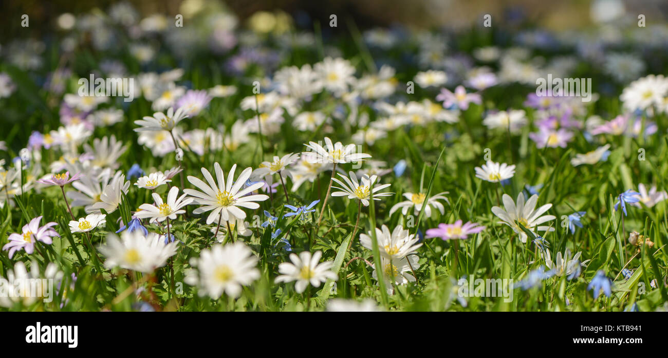 colorful spring meadow Stock Photo - Alamy