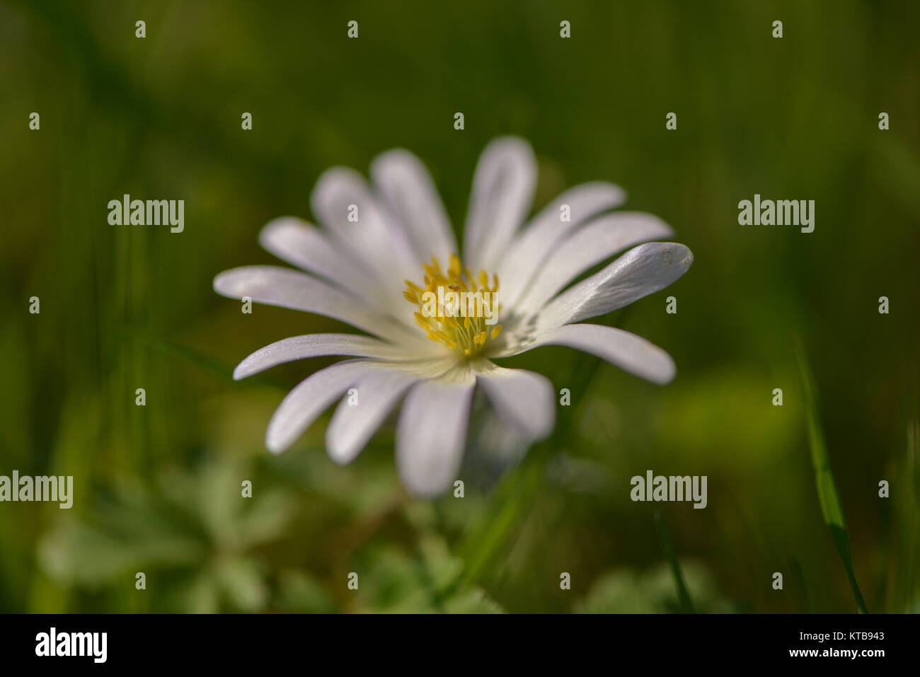 colorful spring meadow Stock Photo - Alamy
