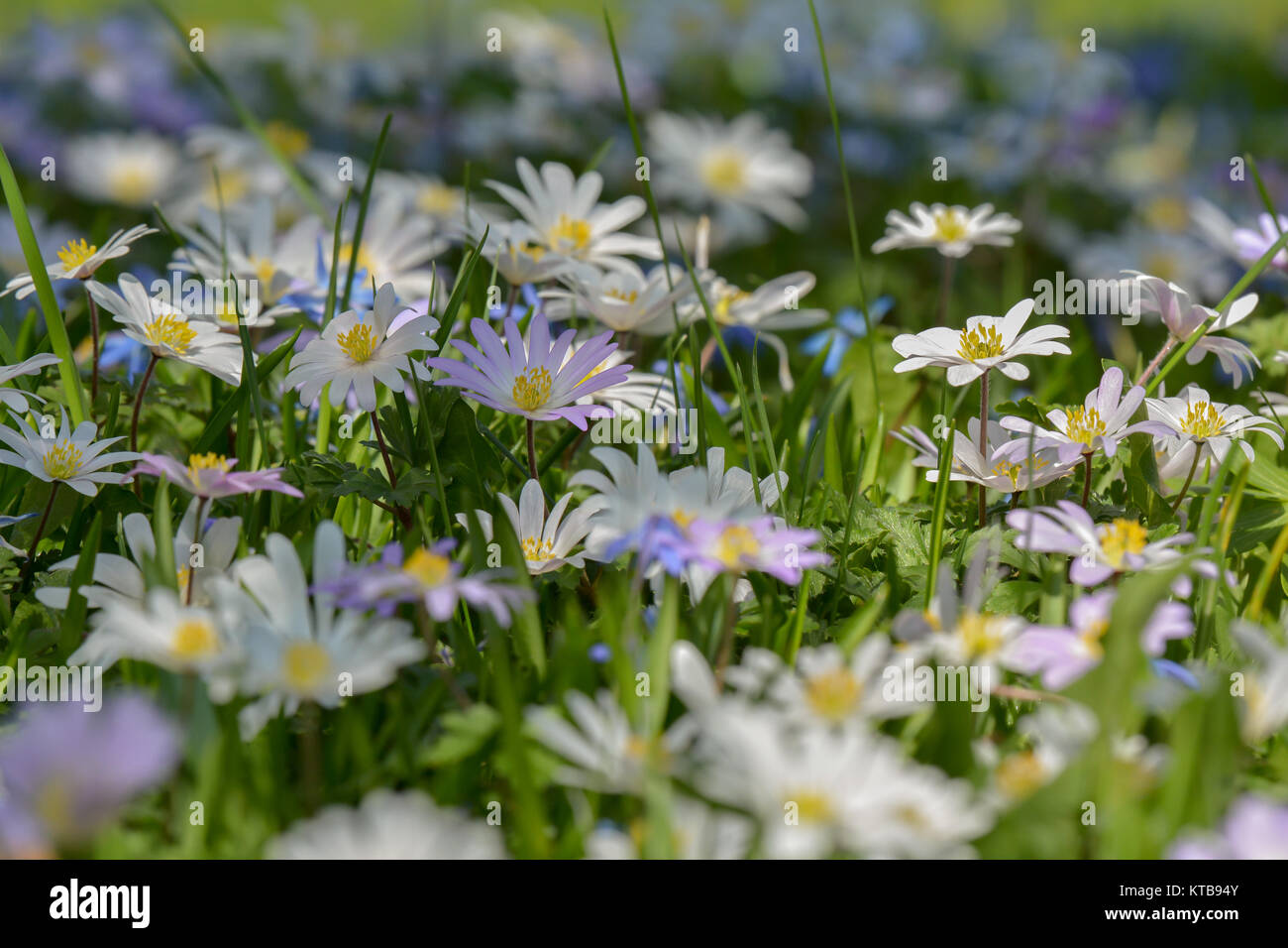 colorful spring meadow Stock Photo - Alamy