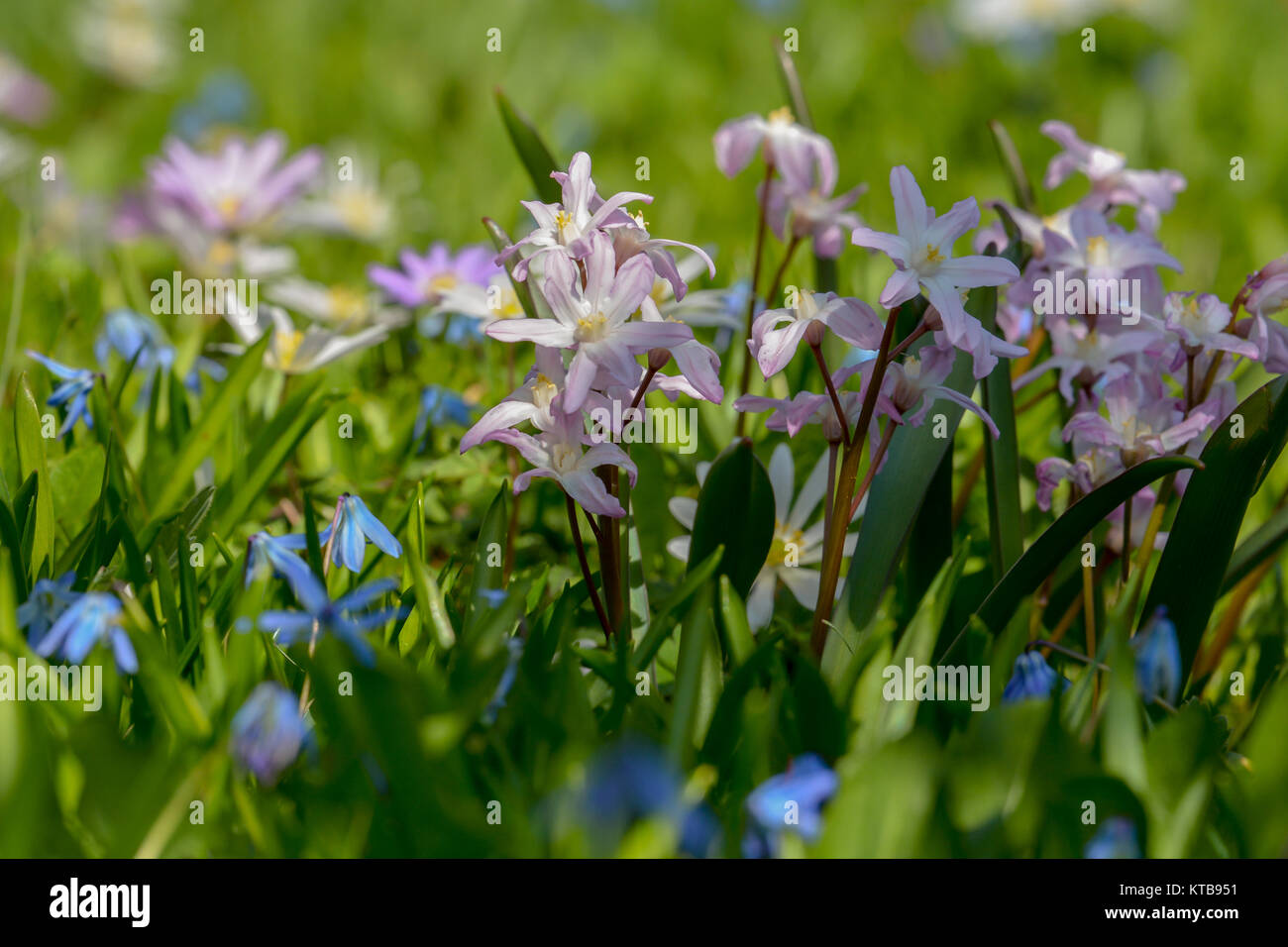 colorful spring meadow Stock Photo - Alamy