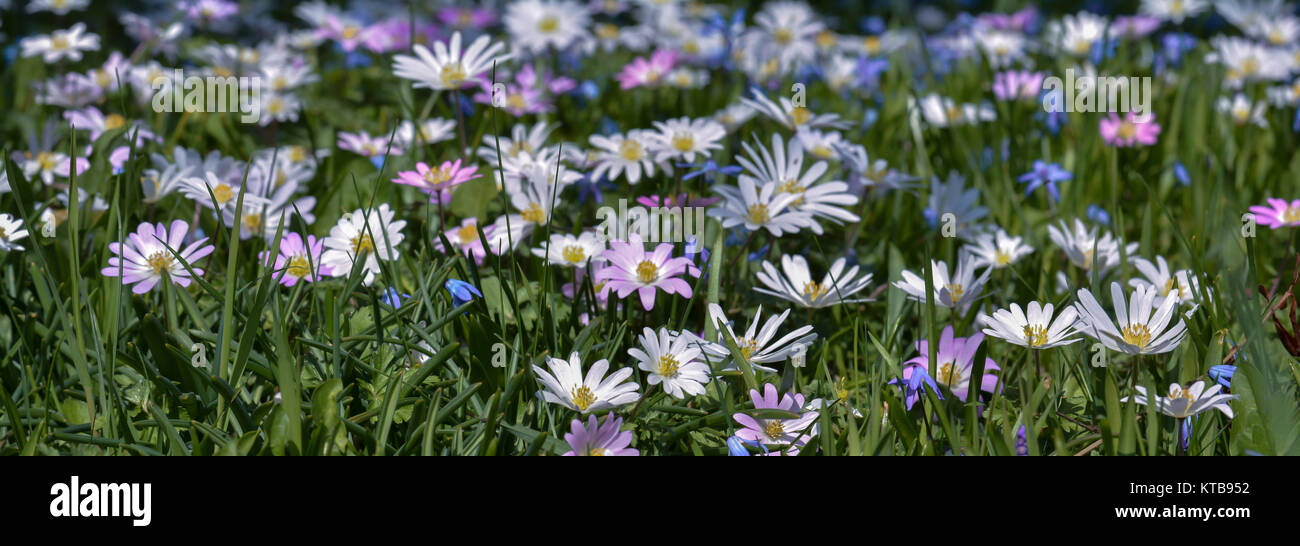 colorful spring meadow Stock Photo - Alamy