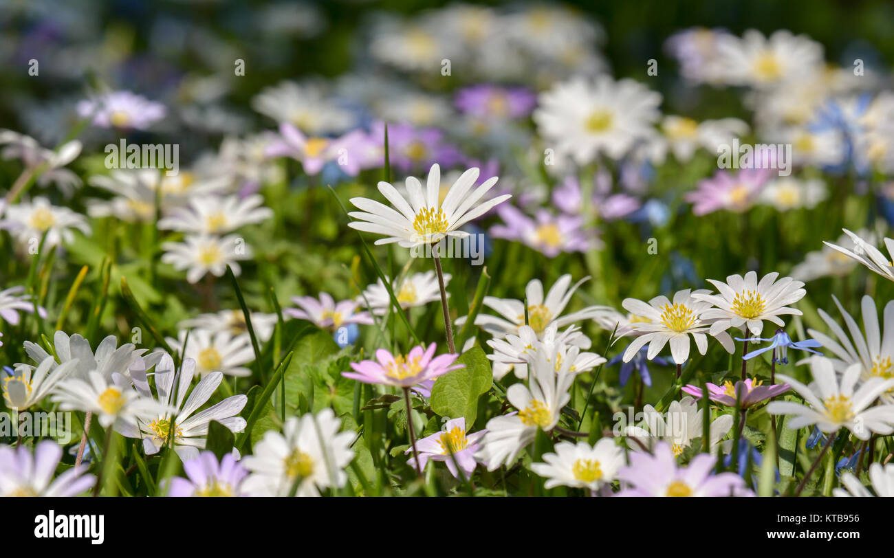 colorful spring meadow Stock Photo - Alamy