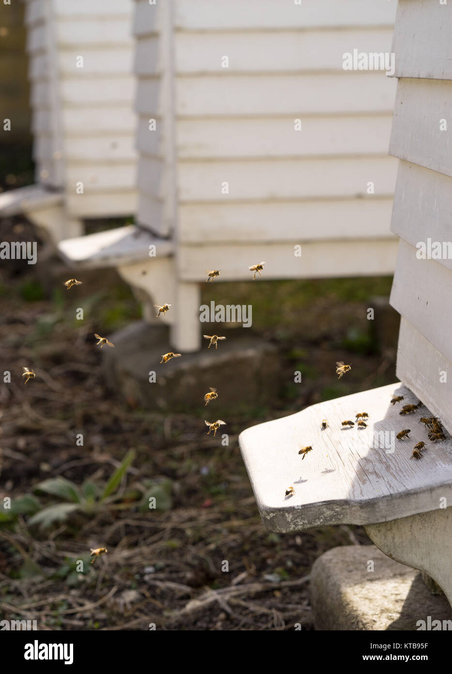 White Hives with a lively traffic of bees buzzing fly in and out of the ...