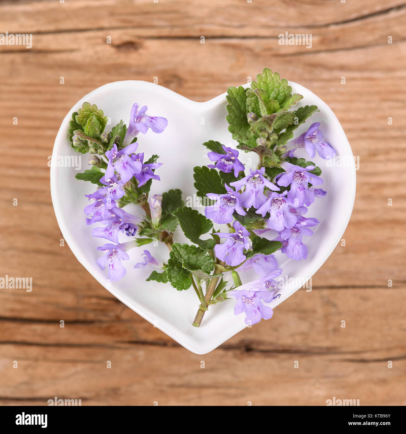 Gundermann plant hi-res stock photography and images - Alamy