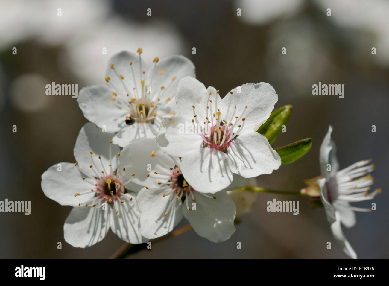 Mirabelle flower hi-res stock photography and images - Alamy